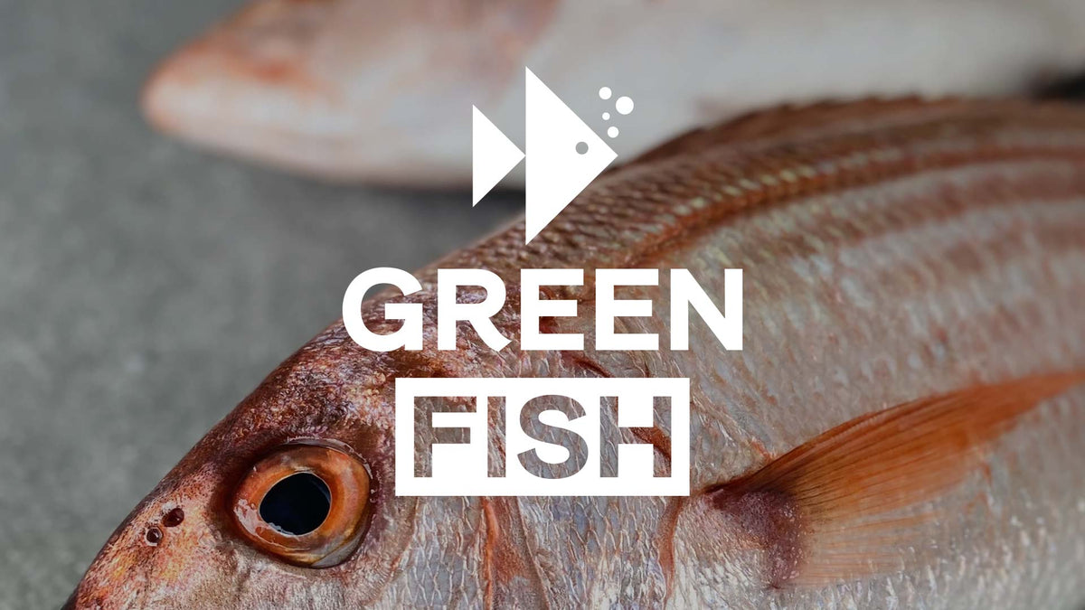 Catch of the Day #017 – Greenfish