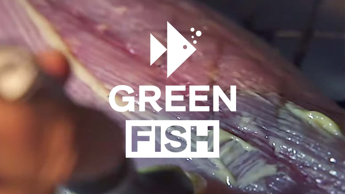 Catch of the Day #040 – Greenfish