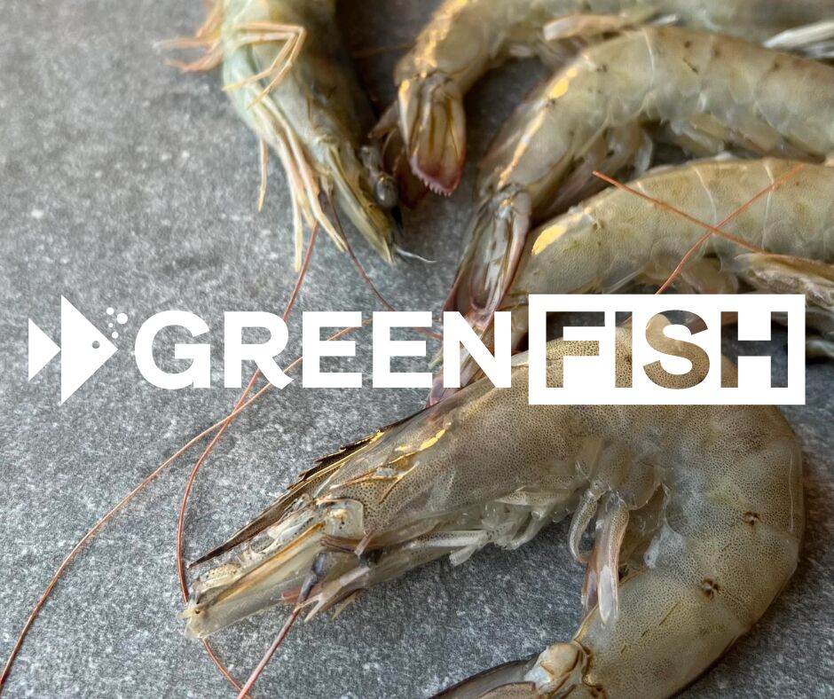 Catch of the Day #043 – Greenfish