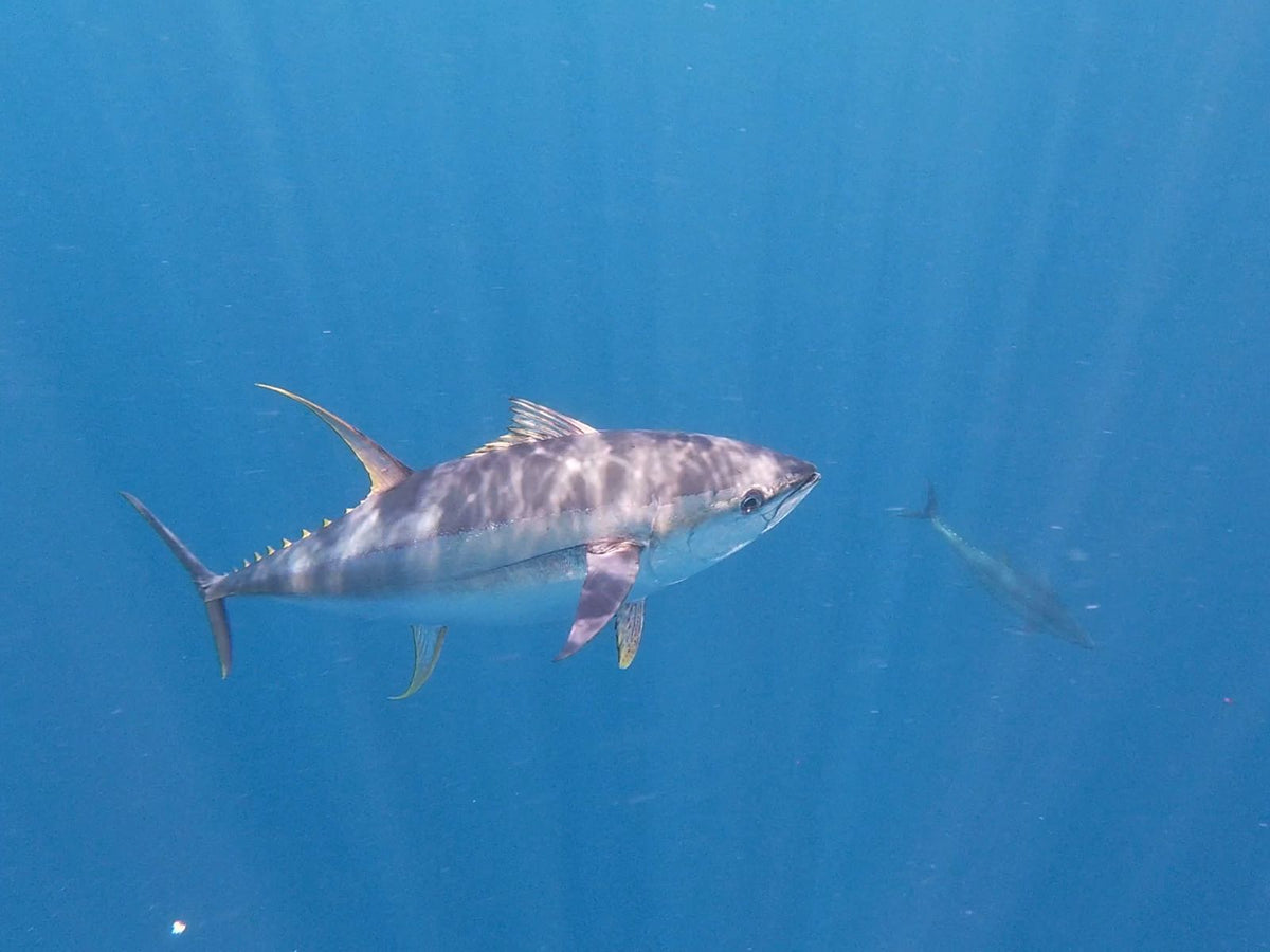 Exploring the Diversity of Tuna: A Guide to Different Types – Greenfish