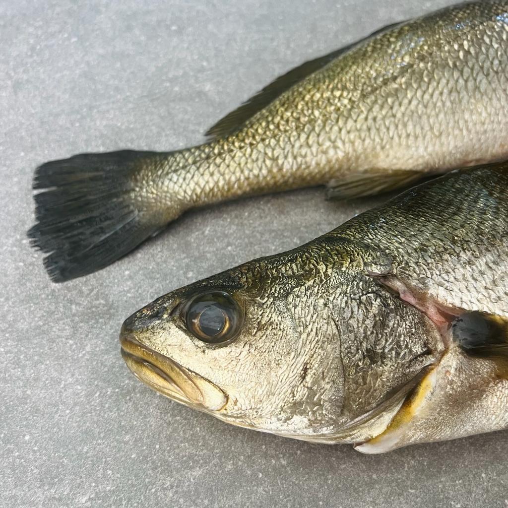 Greenfish Boxes - Fish Boxes – Tagged "fresh"