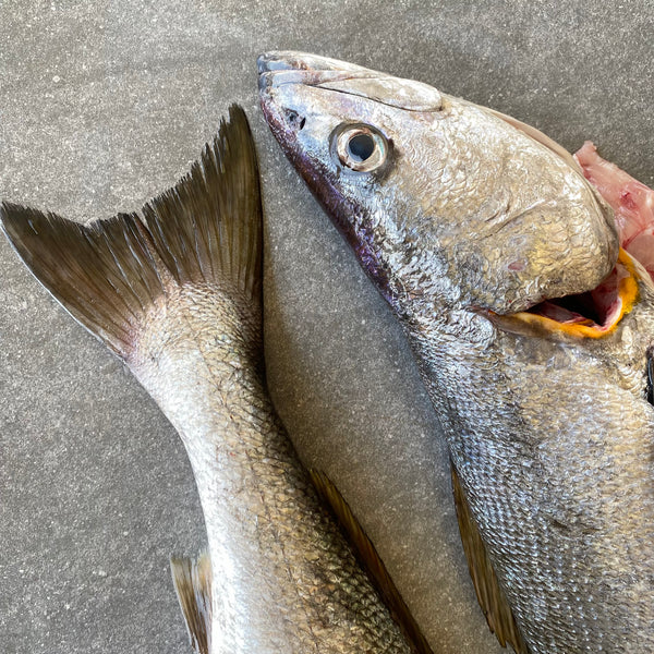 Cape Salmon | Portion Frozen Box x4 | Premium Portion | 200g – Greenfish