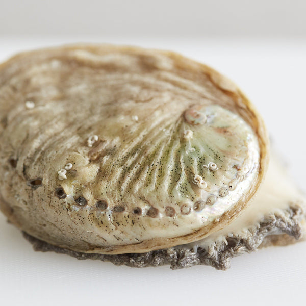 Abalone (perlemoen) | Live Box | Cultivated | x6 – Greenfish