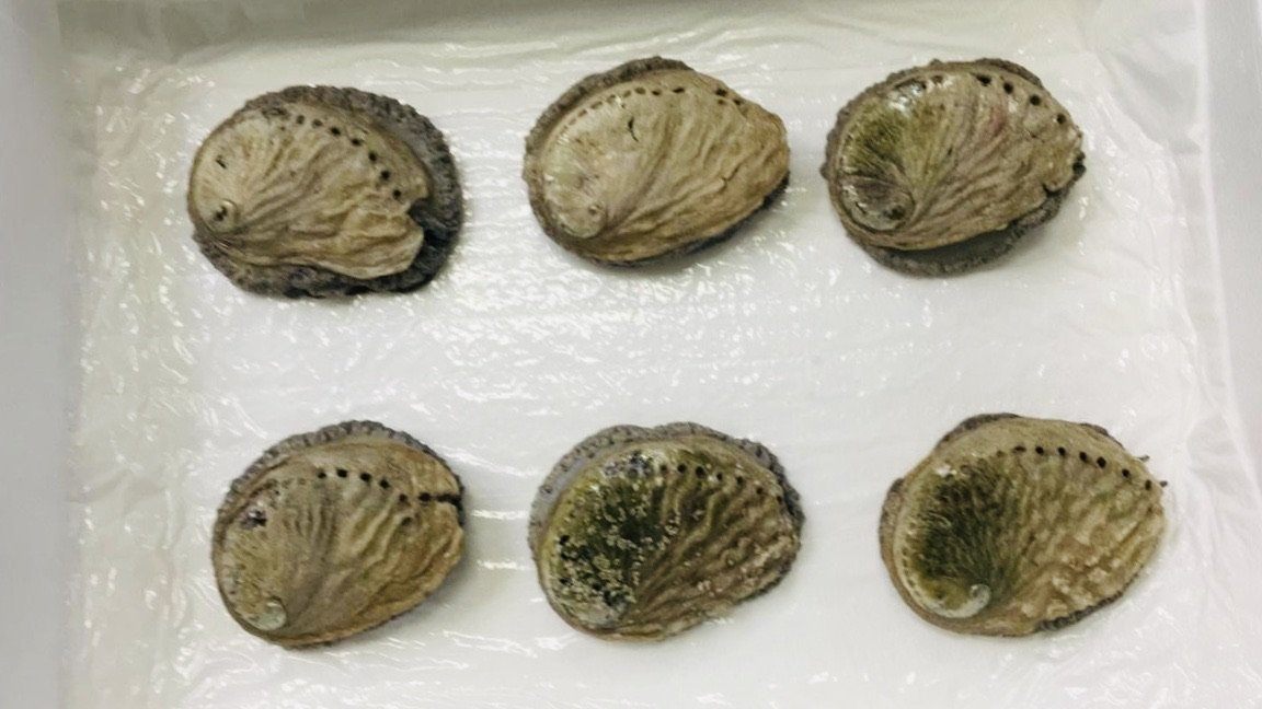 Abalone (perlemoen) | Live Box | Cultivated | x6 – Greenfish