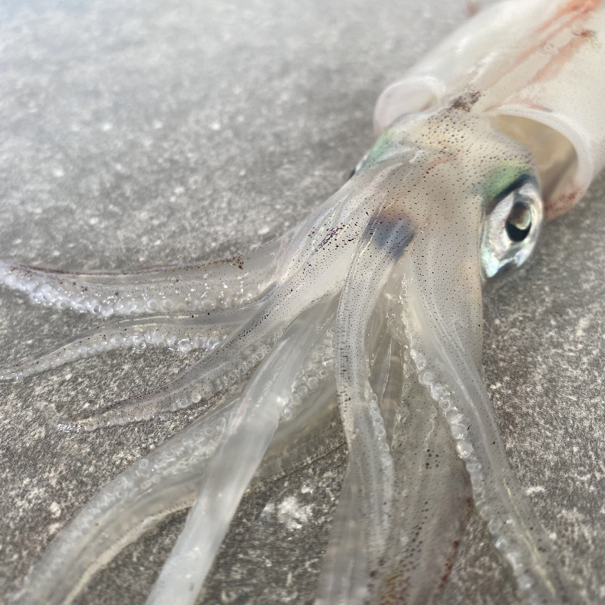 Chokka | Calamari | Frozen Box | 1.0kg | Wild caught – Greenfish