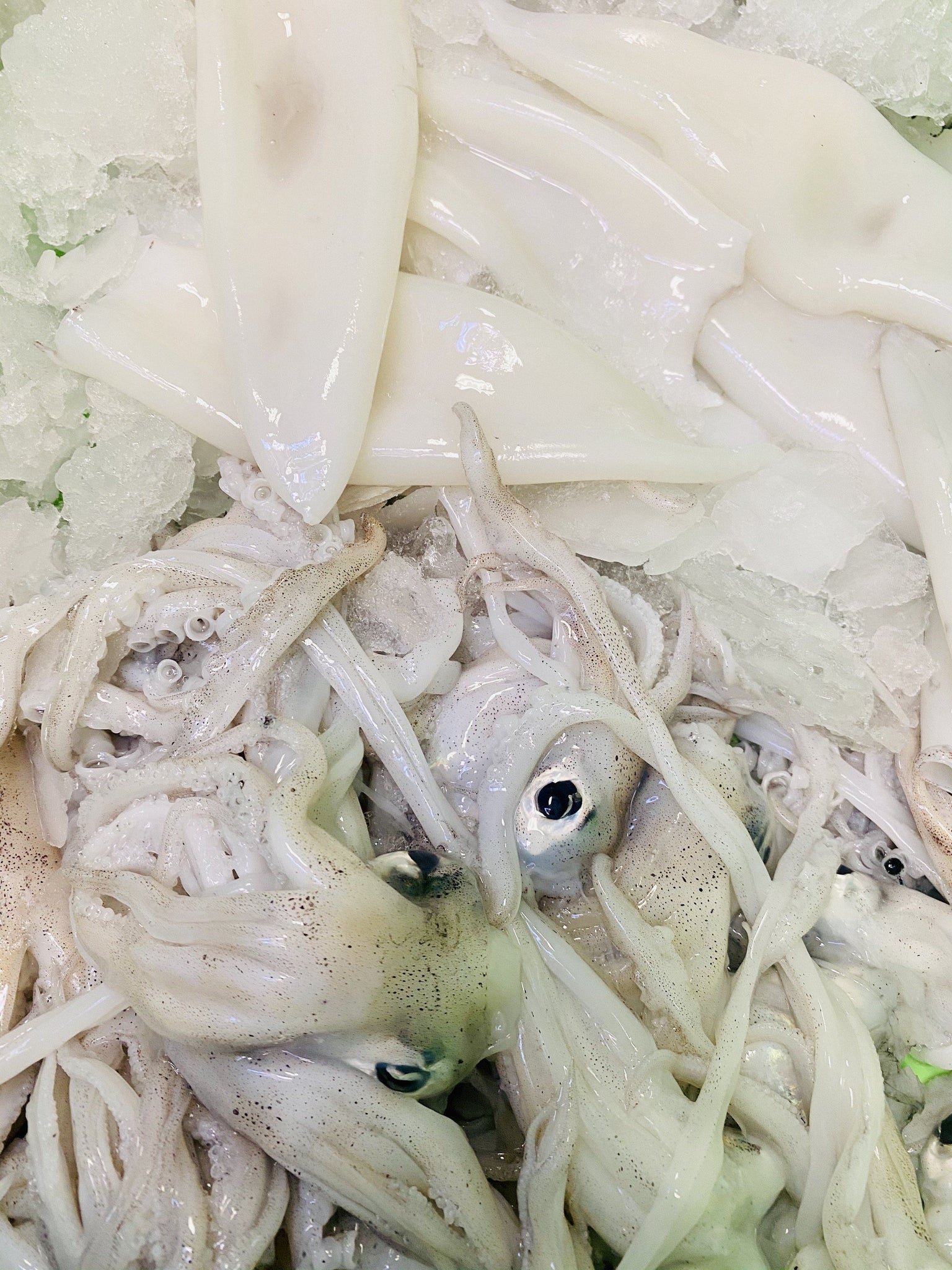 Chokka | Calamari | Frozen Box | 1.0kg | Wild caught – Greenfish