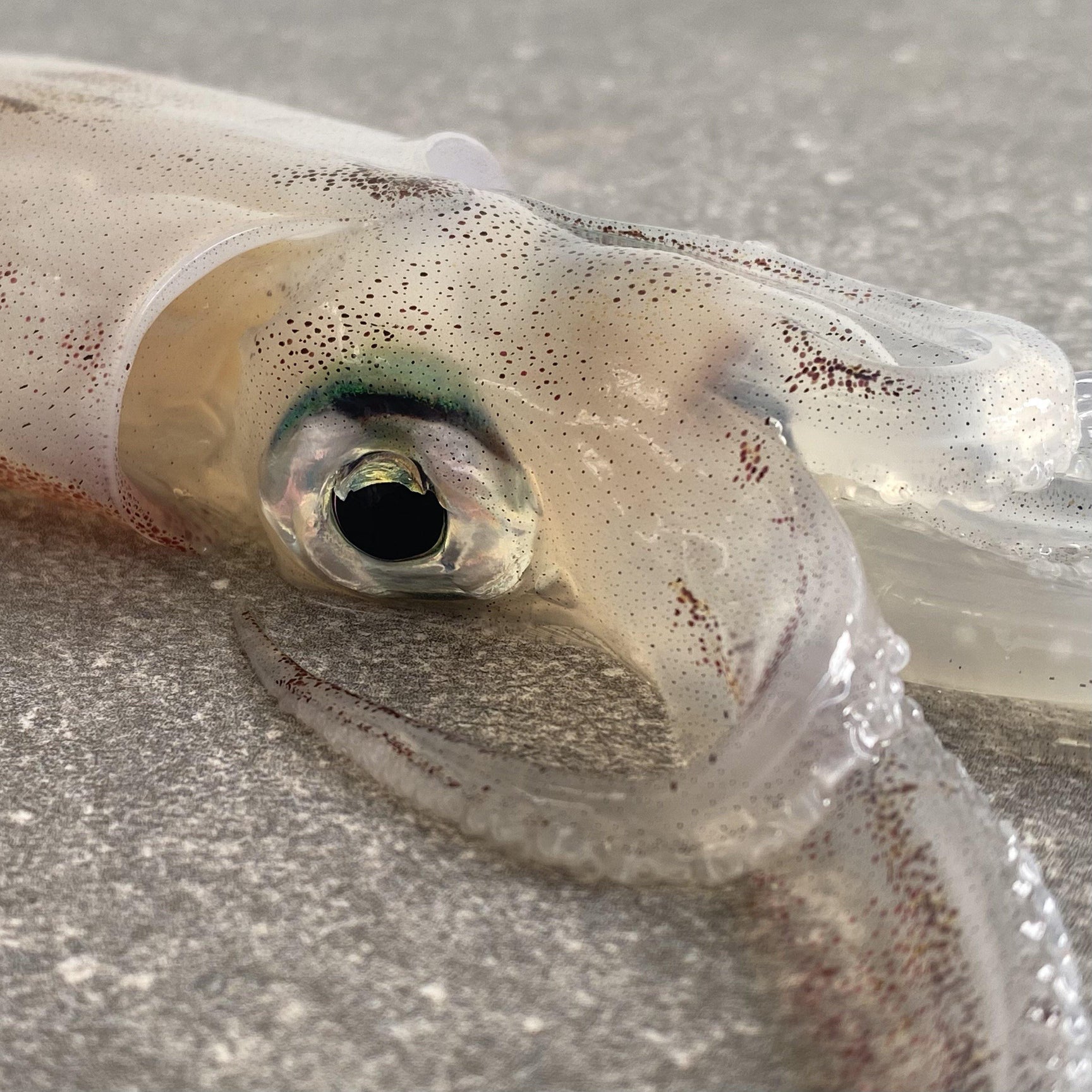 Chokka | Calamari | Frozen Box | 1.0kg | Wild caught – Greenfish