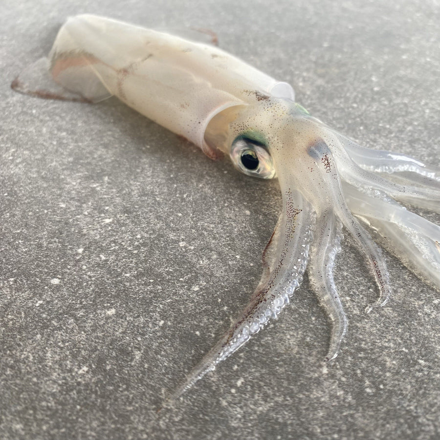 Chokka | Calamari | Frozen Box | 1.0kg | Wild caught – Greenfish