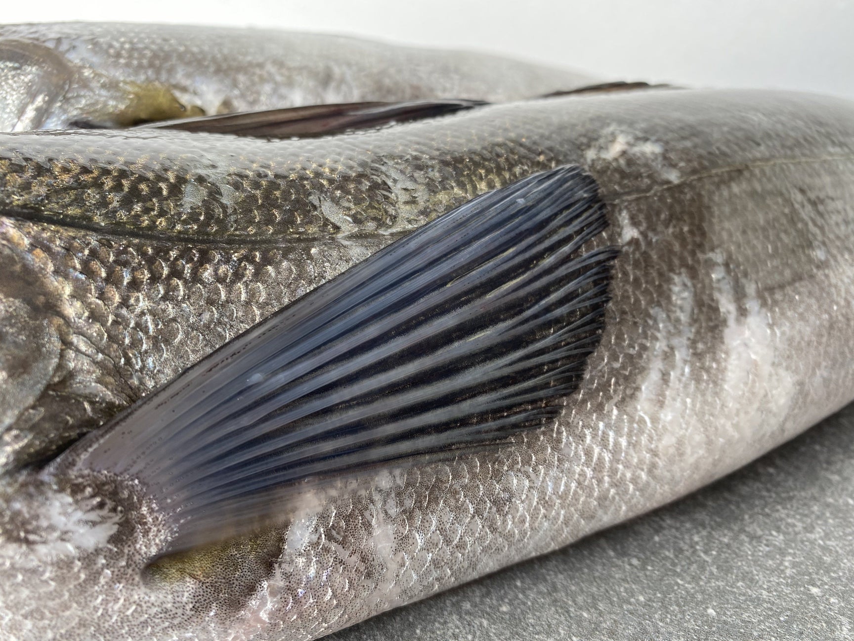 Classic Hake Bulk Box | Frozen Box | Wild caught | 7.5kg – Greenfish