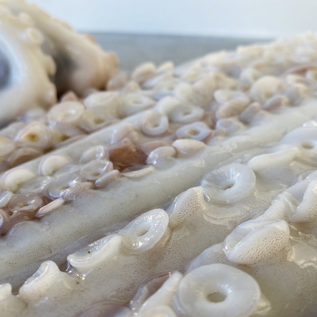 Clean Octopus Hands |Frozen Box | Wild caught | 900g – Greenfish