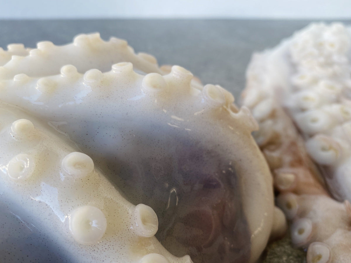 Clean Octopus Hands |Frozen Box | Wild caught | 900g – Greenfish