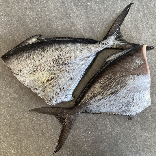 Angel Fish Fillets | Fresh Fish Box | Caught off Cape Point – Greenfish