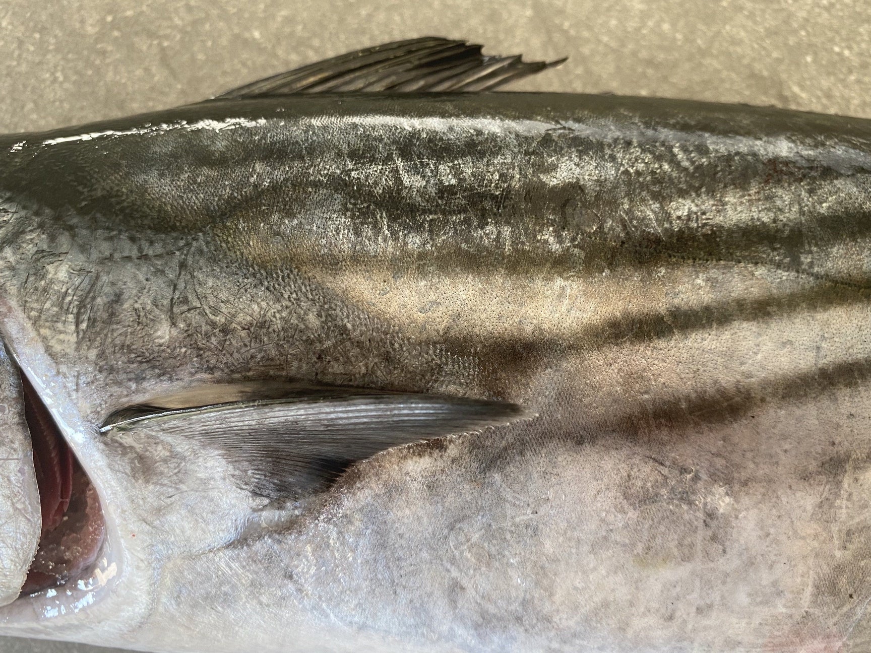 Atlantic Bonito | Katonkel (Mackerel family) | Fresh Fish Box | Caught ...