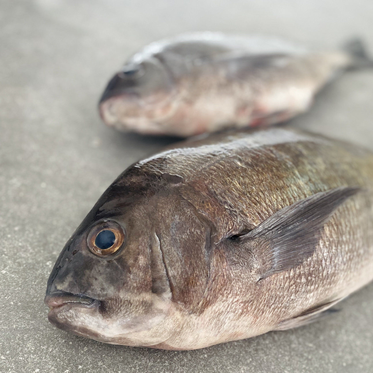 Cape Bream | Fresh Fish Box | Caught in Table Bay – Greenfish