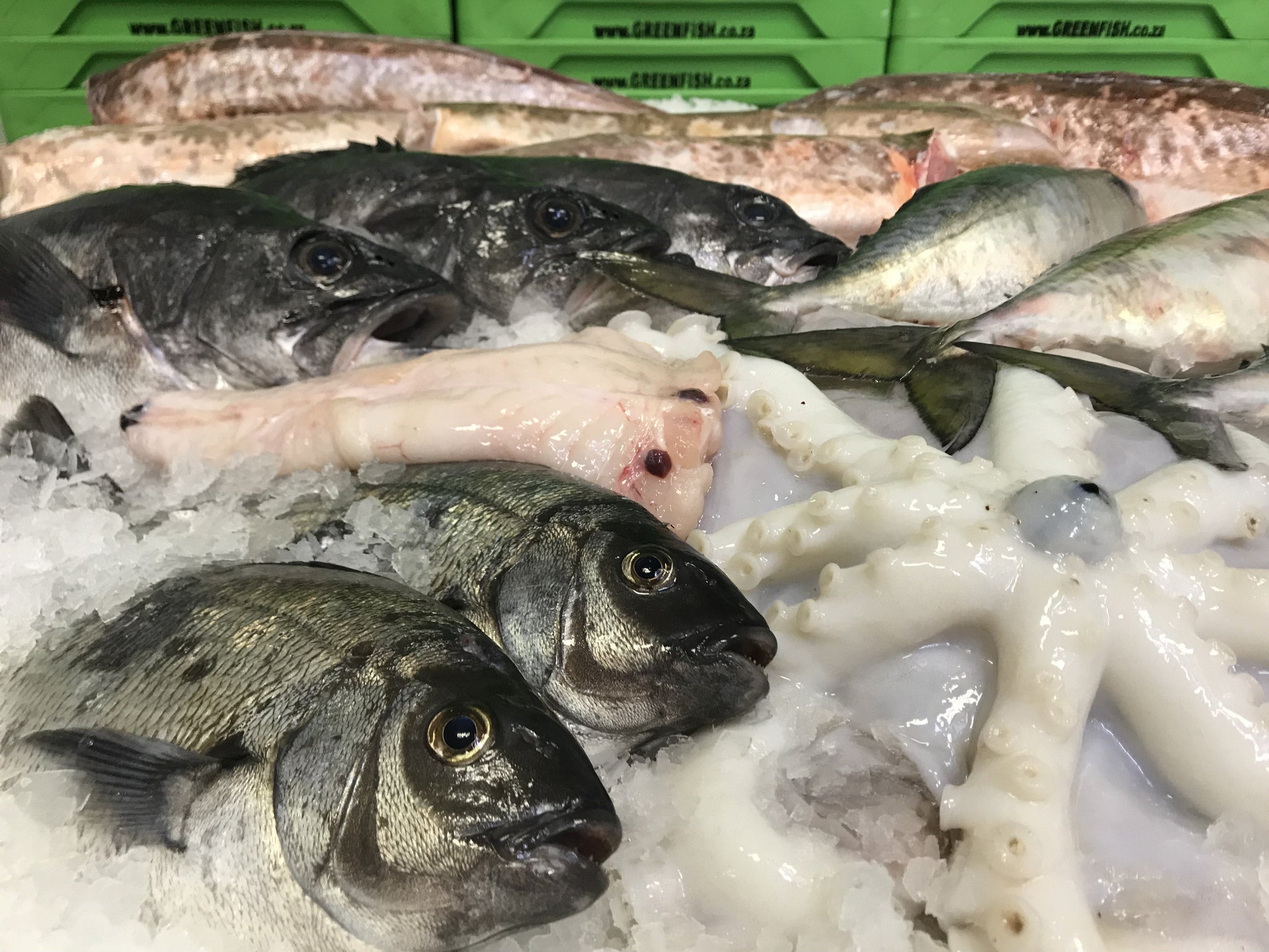 Cape Bream | Fresh Fish Box | Caught in Table Bay – Greenfish
