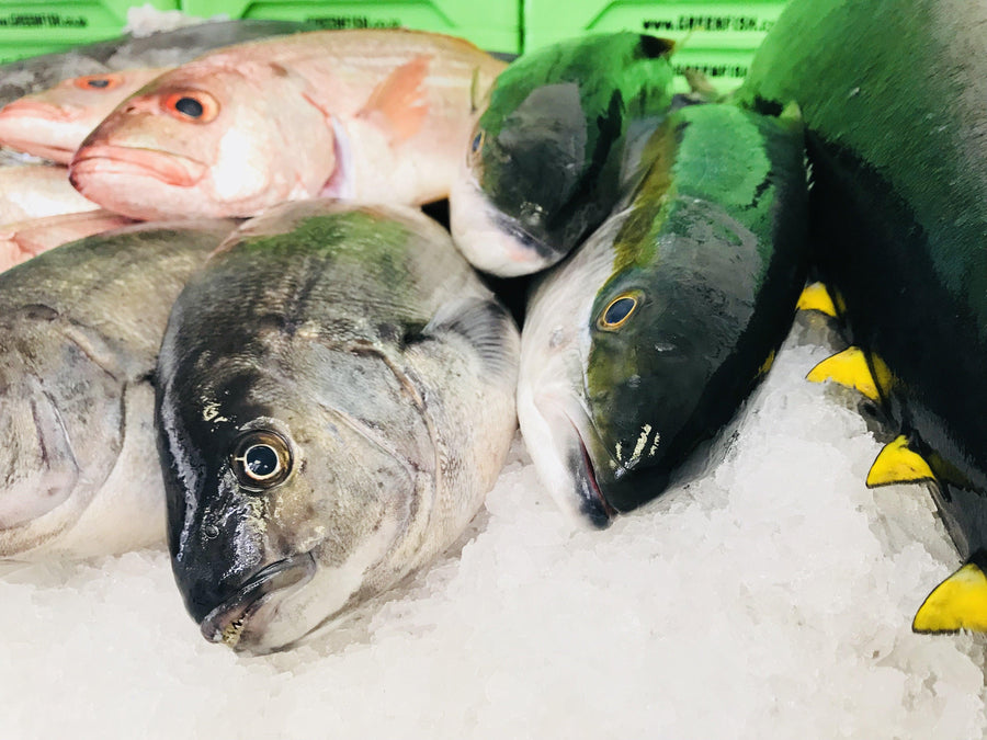 Cape Bream | Fresh Fish Box | Caught in Table Bay – Greenfish