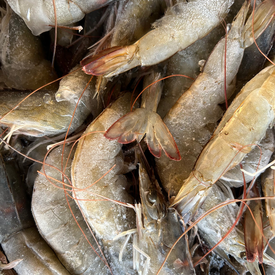 King Prawns Whole | Easy Cut | Frozen Box | Cultivated | 1.6kg – Greenfish