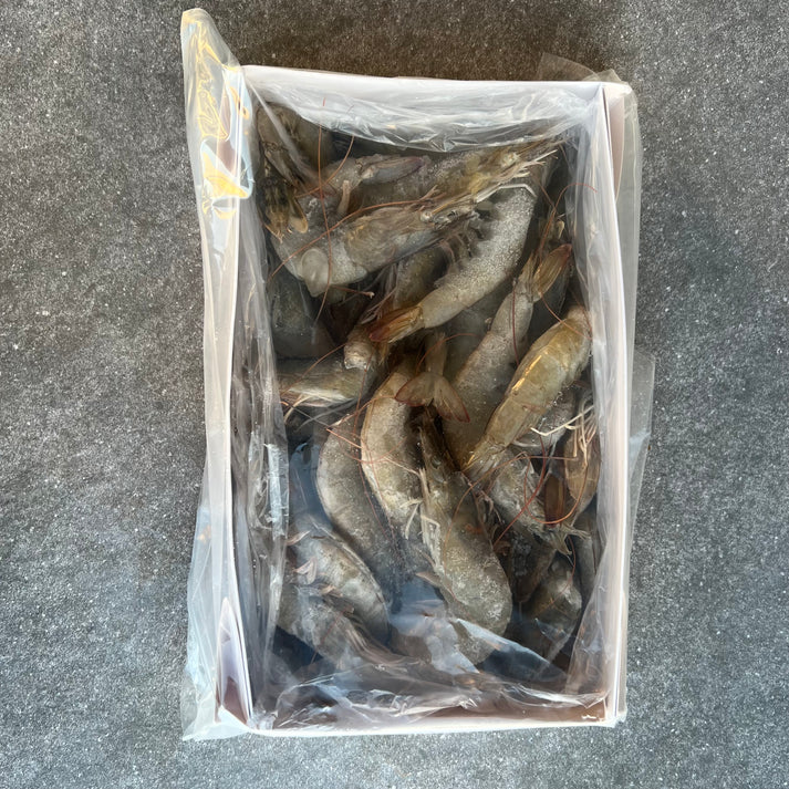 King Prawns Whole | Easy Cut | Frozen Box | Cultivated | 1.6kg – Greenfish