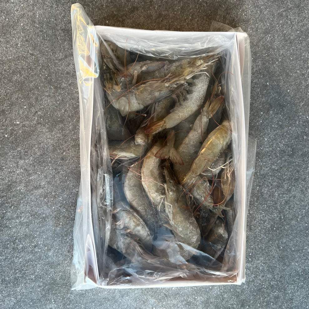 King Prawns Whole | Easy Cut | Frozen Box | Cultivated | 1.6kg – Greenfish
