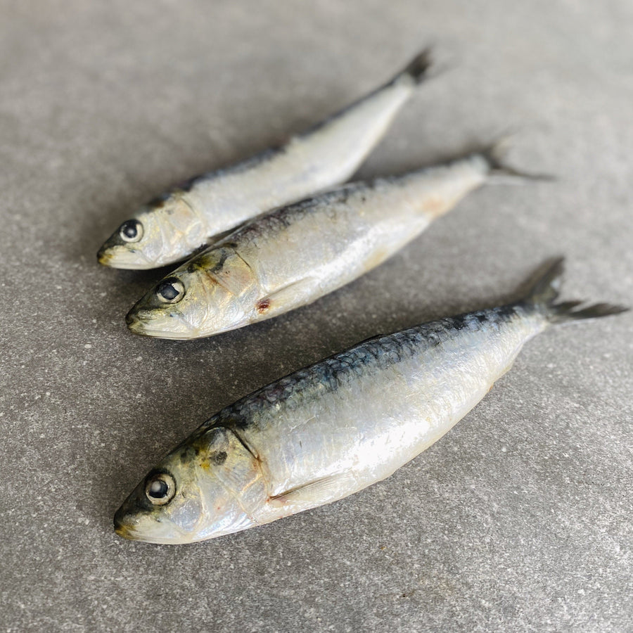 Portuguese Sardines | Frozen Box | Wild caught | x12 – Greenfish