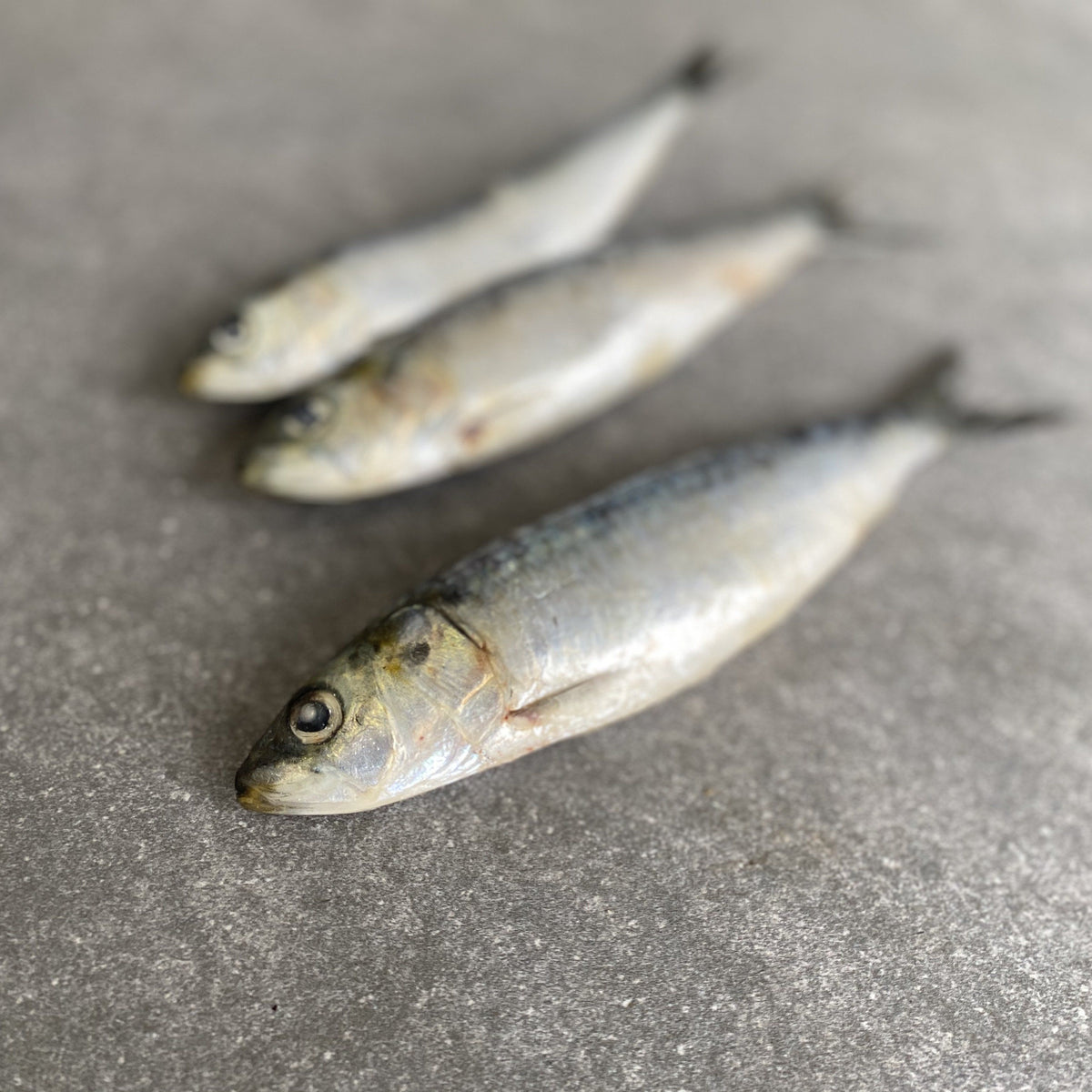 Portuguese Sardines | Frozen Box | Wild caught | x12 – Greenfish