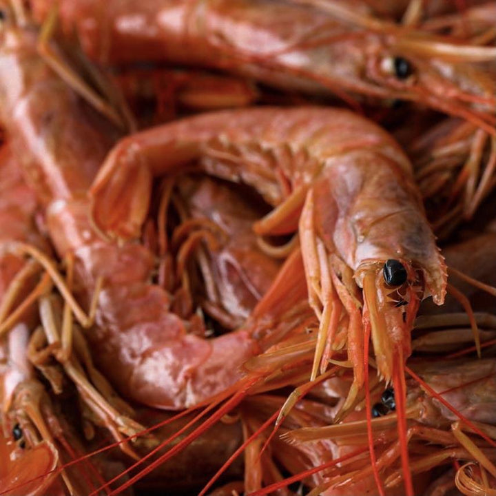Shop Frozen Prawns in Cape Town | Greenfish Seafood Collection