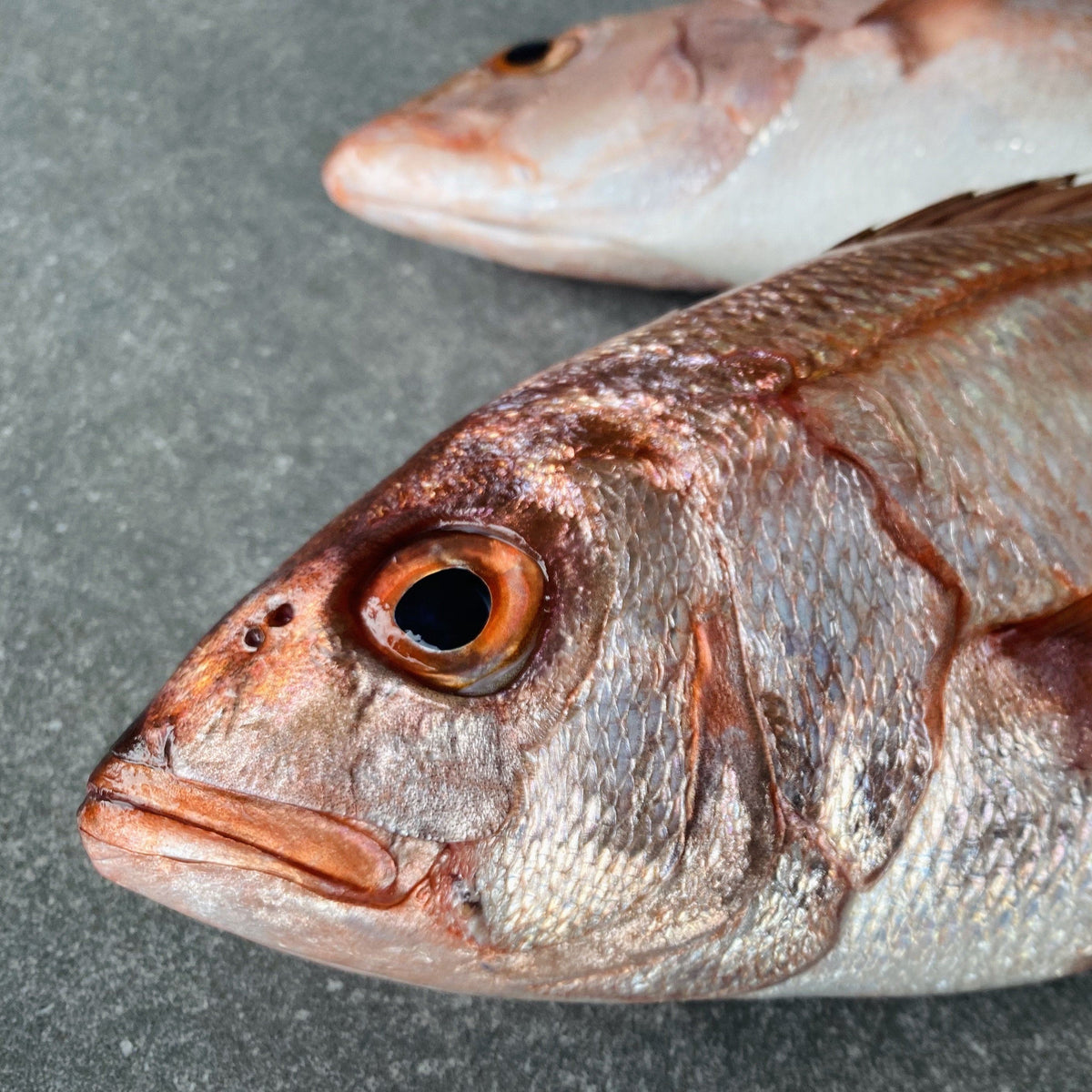 Silver Fish | Fresh Fish Box | Caught in Struisbaai – Greenfish