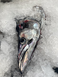 Traditional West Coast Snoek | Frozen Box | Wild Caught | 3.5kg – Greenfish