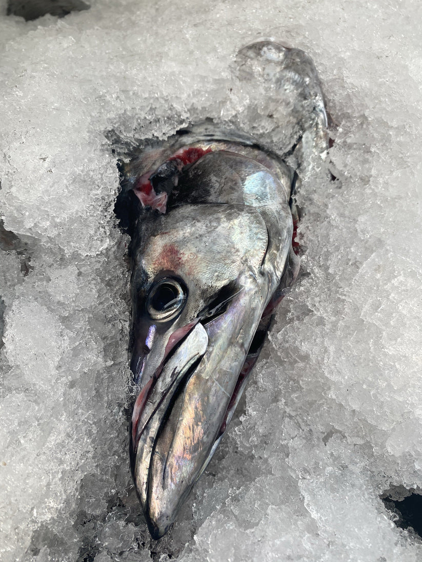 Traditional West Coast Snoek | Frozen Box | Wild Caught | 3.5kg – Greenfish