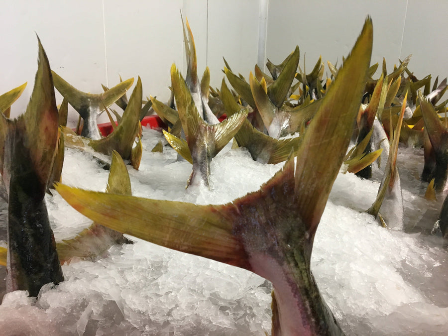 Yellowtail Fillets | Fresh Fish Box | Wild caught – Greenfish